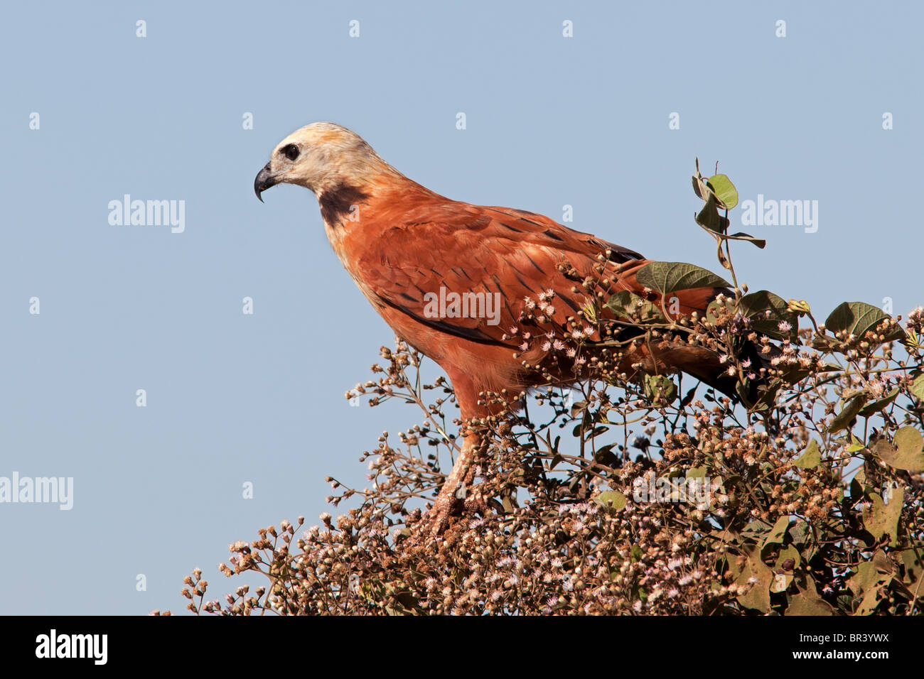 Black collared hawk hi-res stock photography and images - Alamy