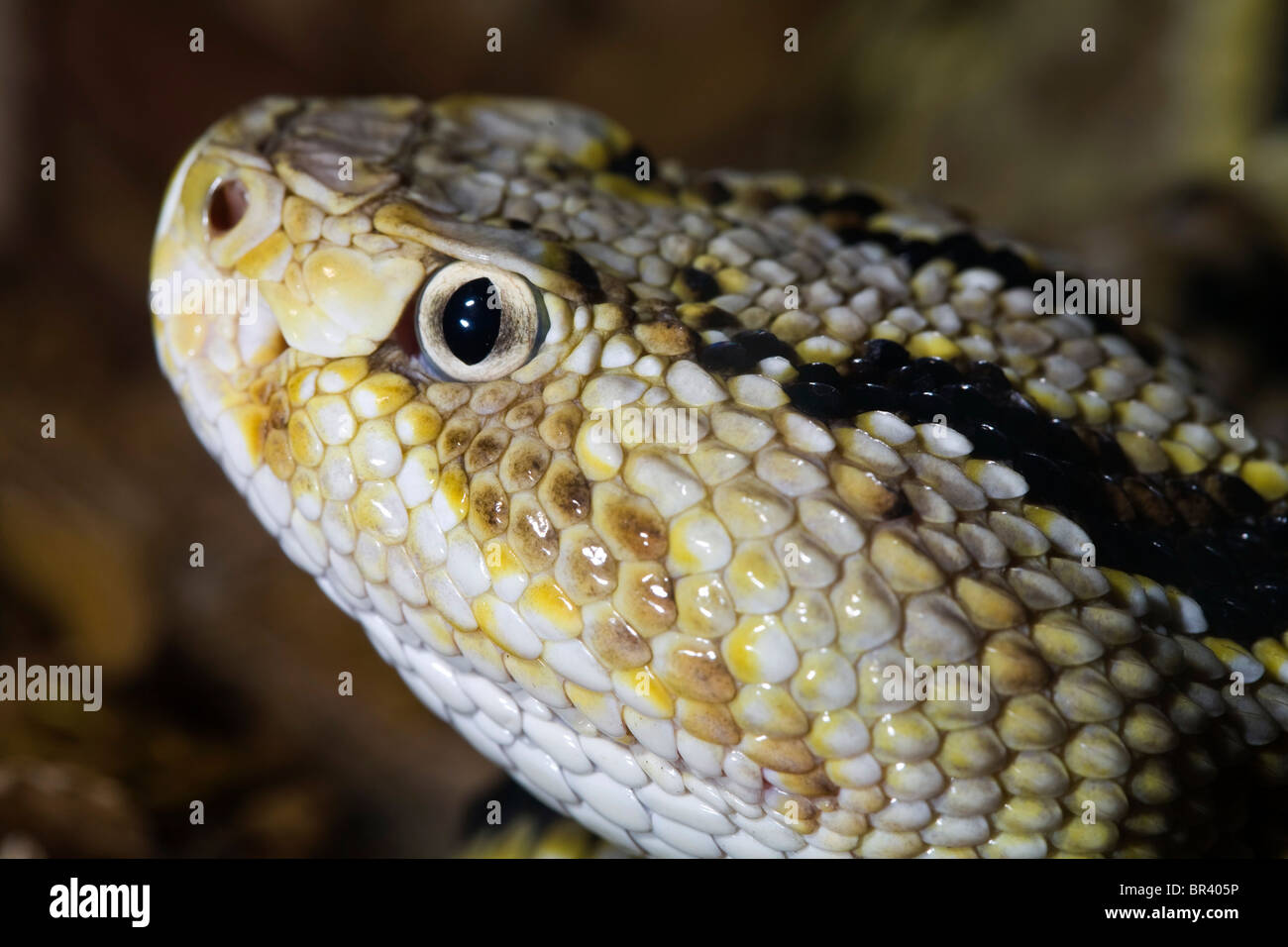 Rattlesnake fangs hi-res stock photography and images - Alamy