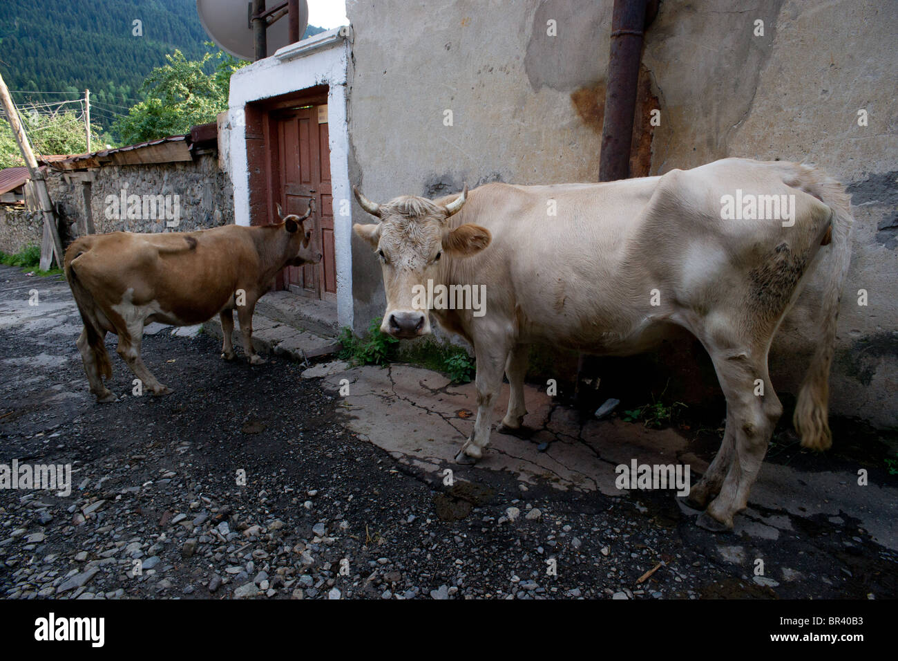 cows returning home, seen in Svanetia, Georgia, Caucasus Stock Photo ...