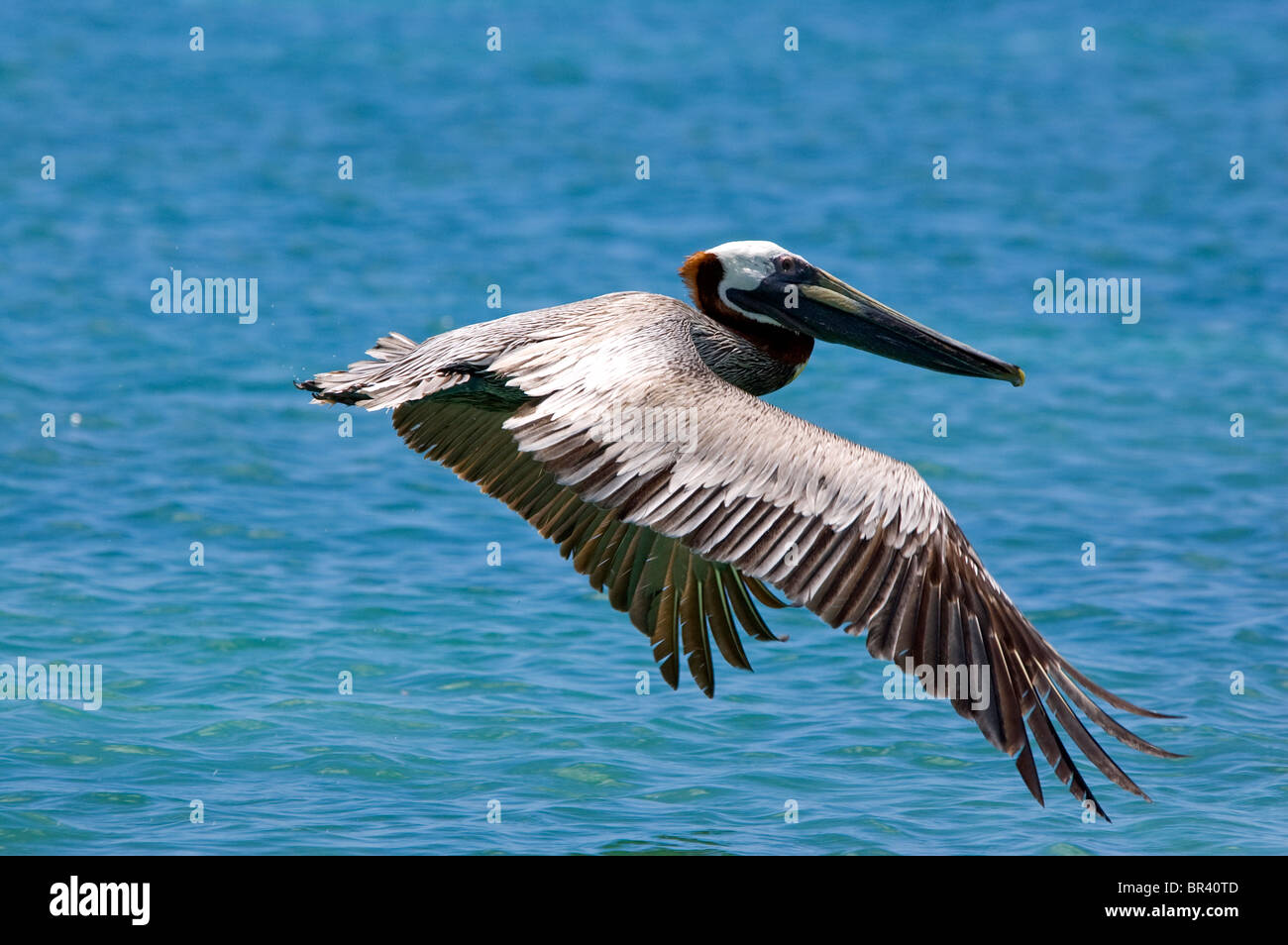 Pelican in flight Stock Photo - Alamy