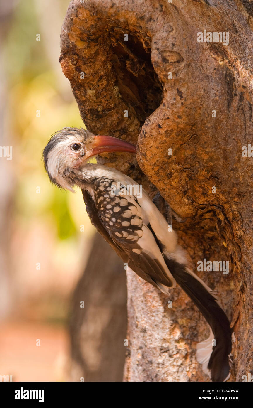 Hornbill nest hi-res stock photography and images - Alamy