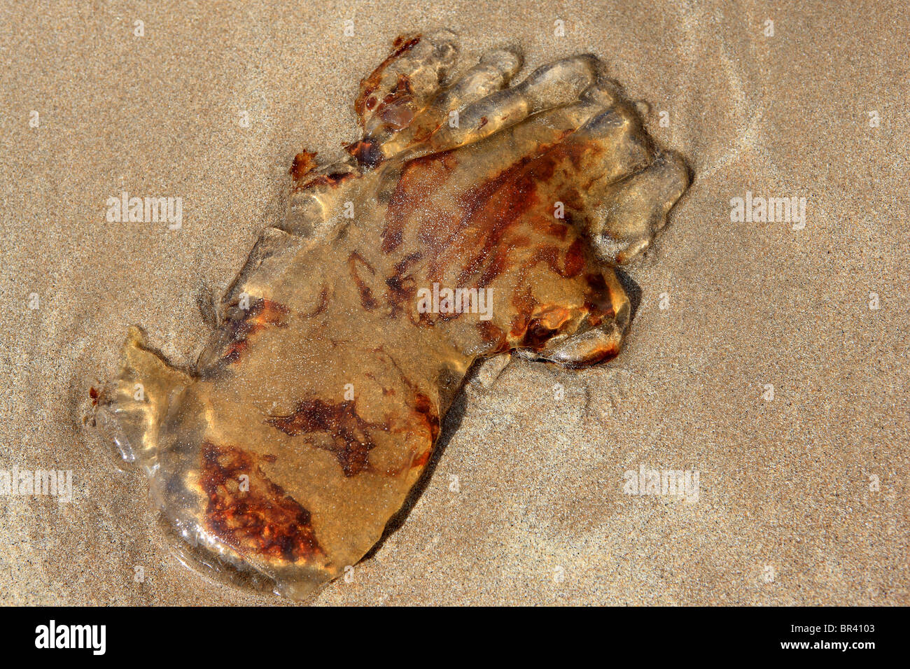 Jellyfish shaped like a foot Stock Photo - Alamy