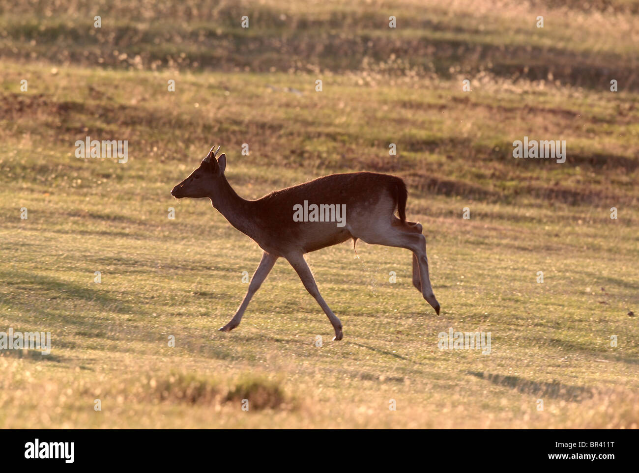 Running deer hi-res stock photography and images - Alamy