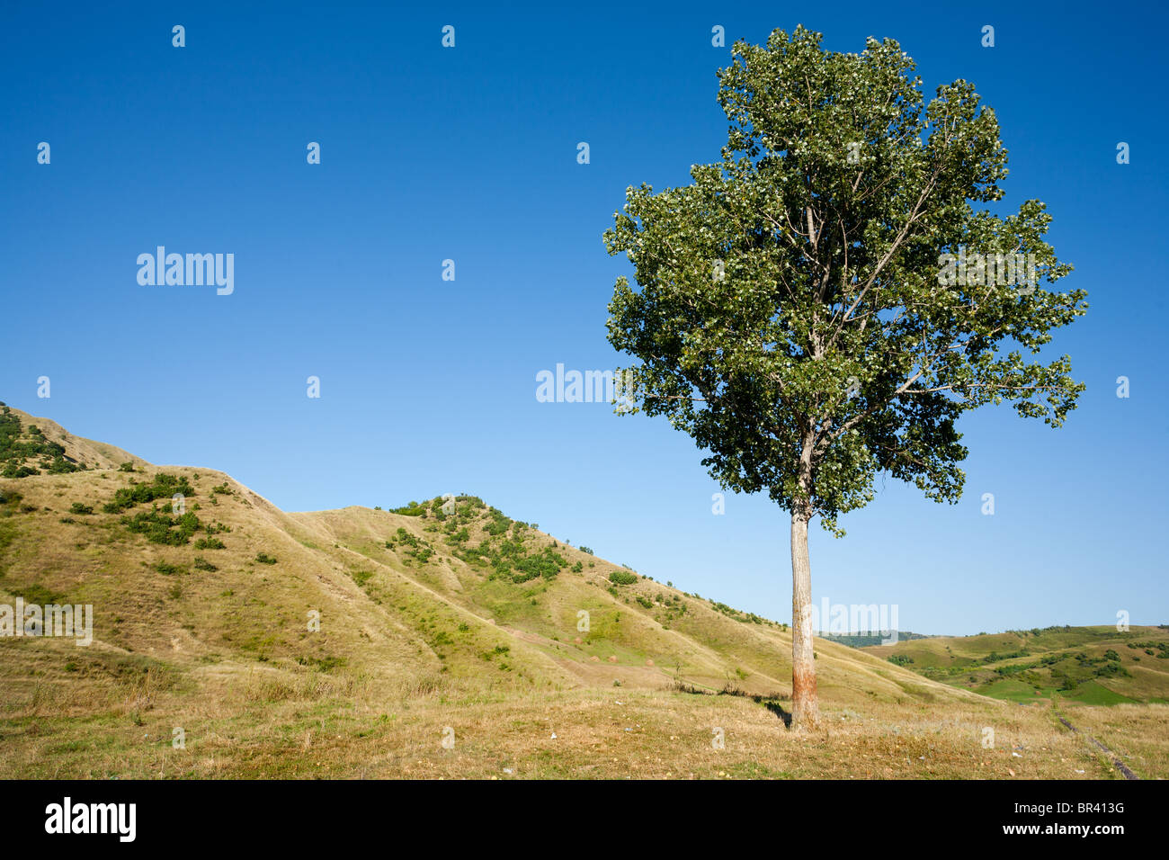 Landscape with a lone tree and blue sky at sunset Stock Photo - Alamy