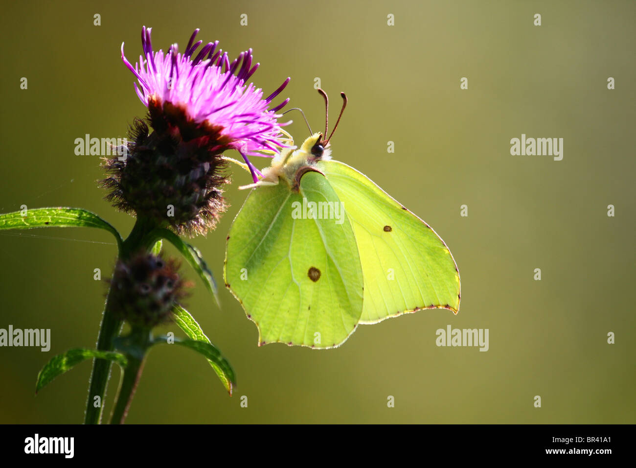 Brimstone butterfly hi-res stock photography and images - Alamy