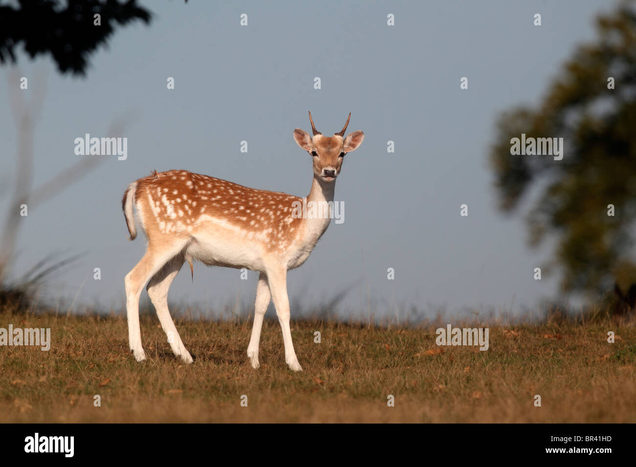 Young male fallow deer hi-res stock photography and images - Alamy