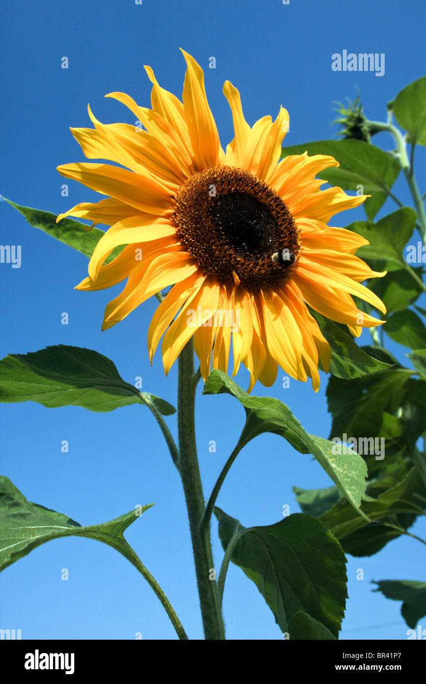 Russian giant sunflower hi-res stock photography and images - Alamy