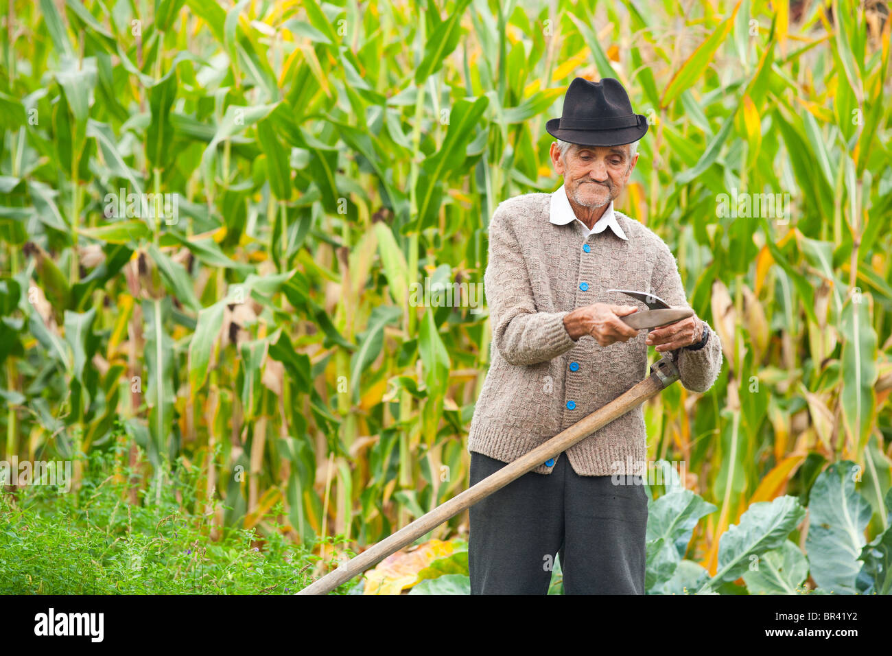 Senior farmer using scythe to mow the lawn traditionally Stock Photo ...