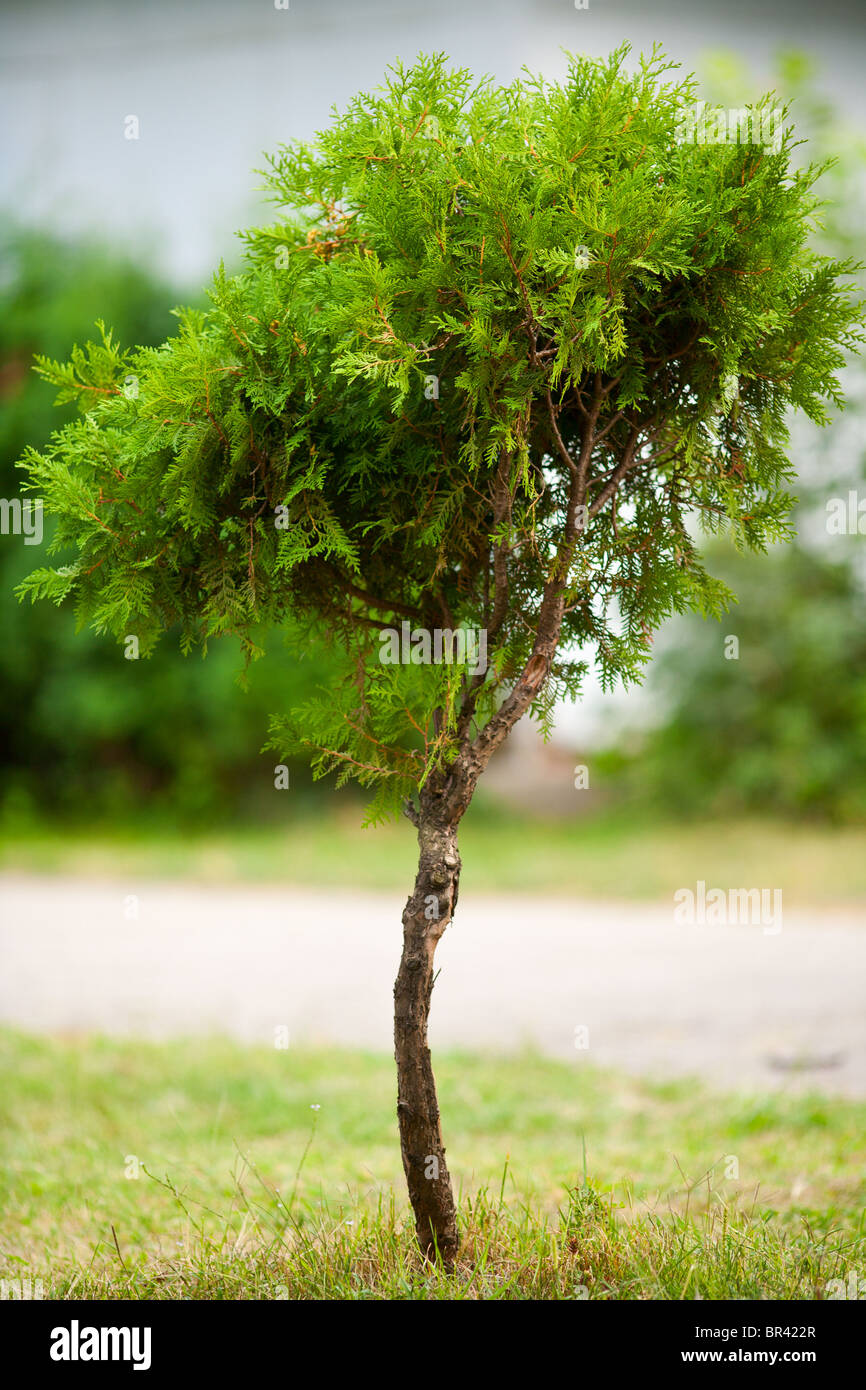 Baby pine tree in a park, with shallow depth of field Stock Photo - Alamy