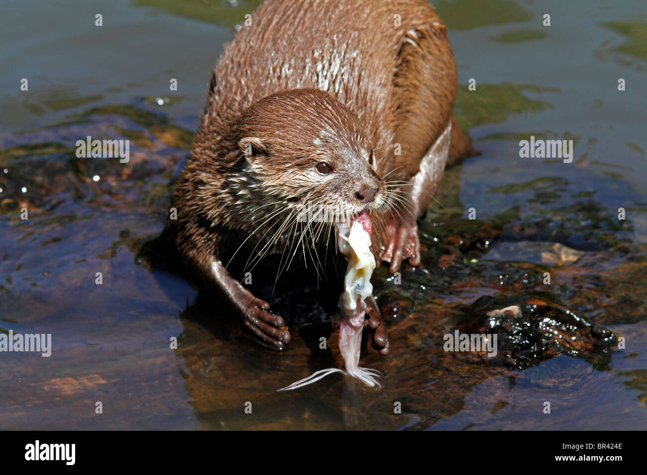 otter feeding on fish Stock Photo - Alamy