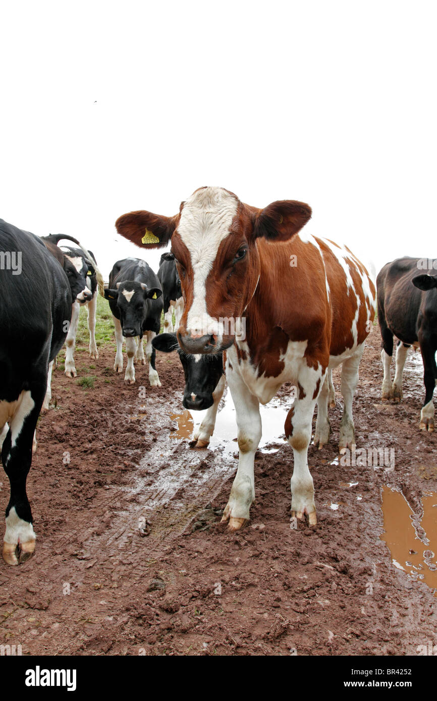 Friesians cow hi-res stock photography and images - Alamy