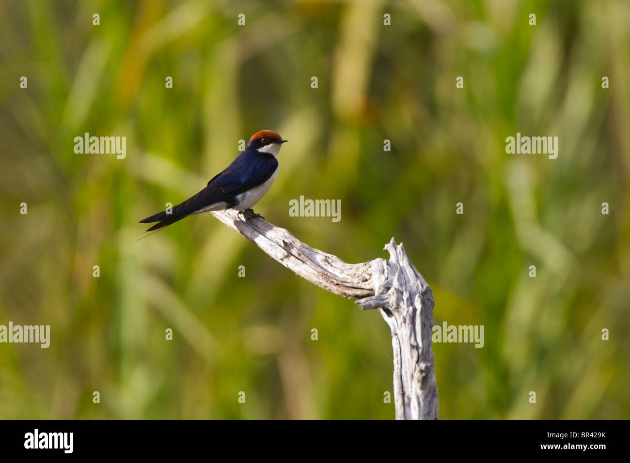 Wire tailed swallow hi-res stock photography and images - Alamy