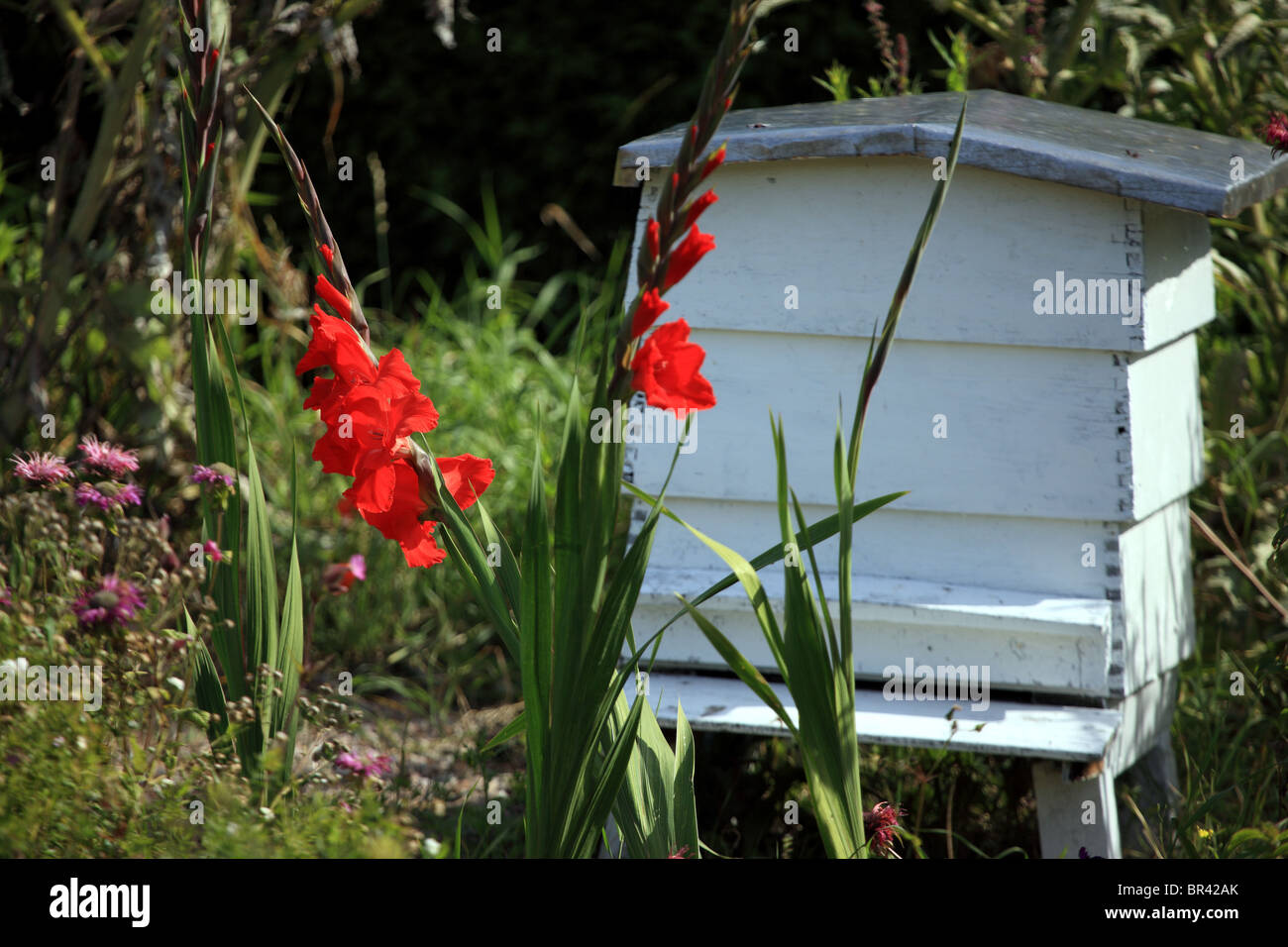 Beehive in a wild flower garden Stock Photo - Alamy