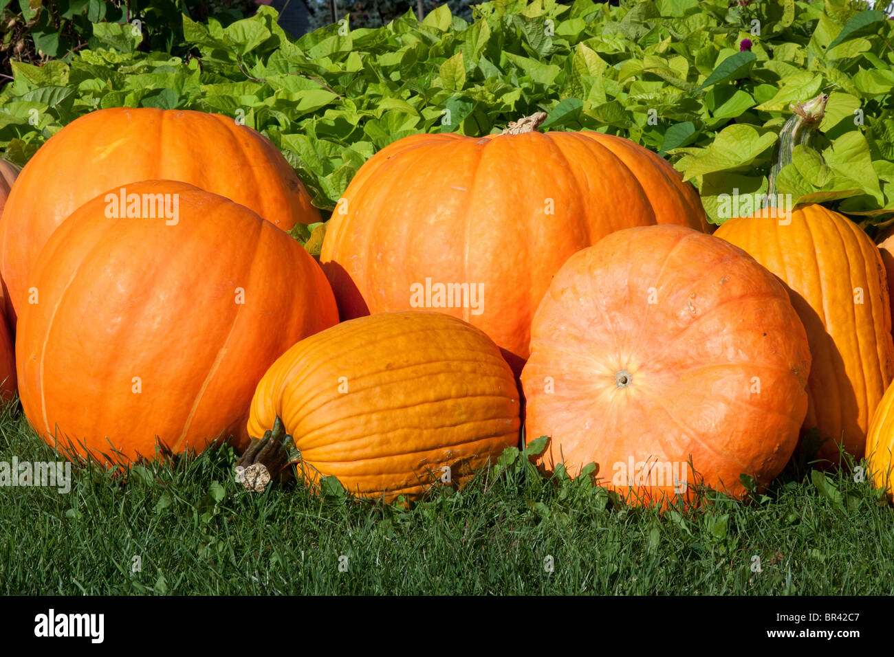 Pumpkins on display USA Stock Photo - Alamy