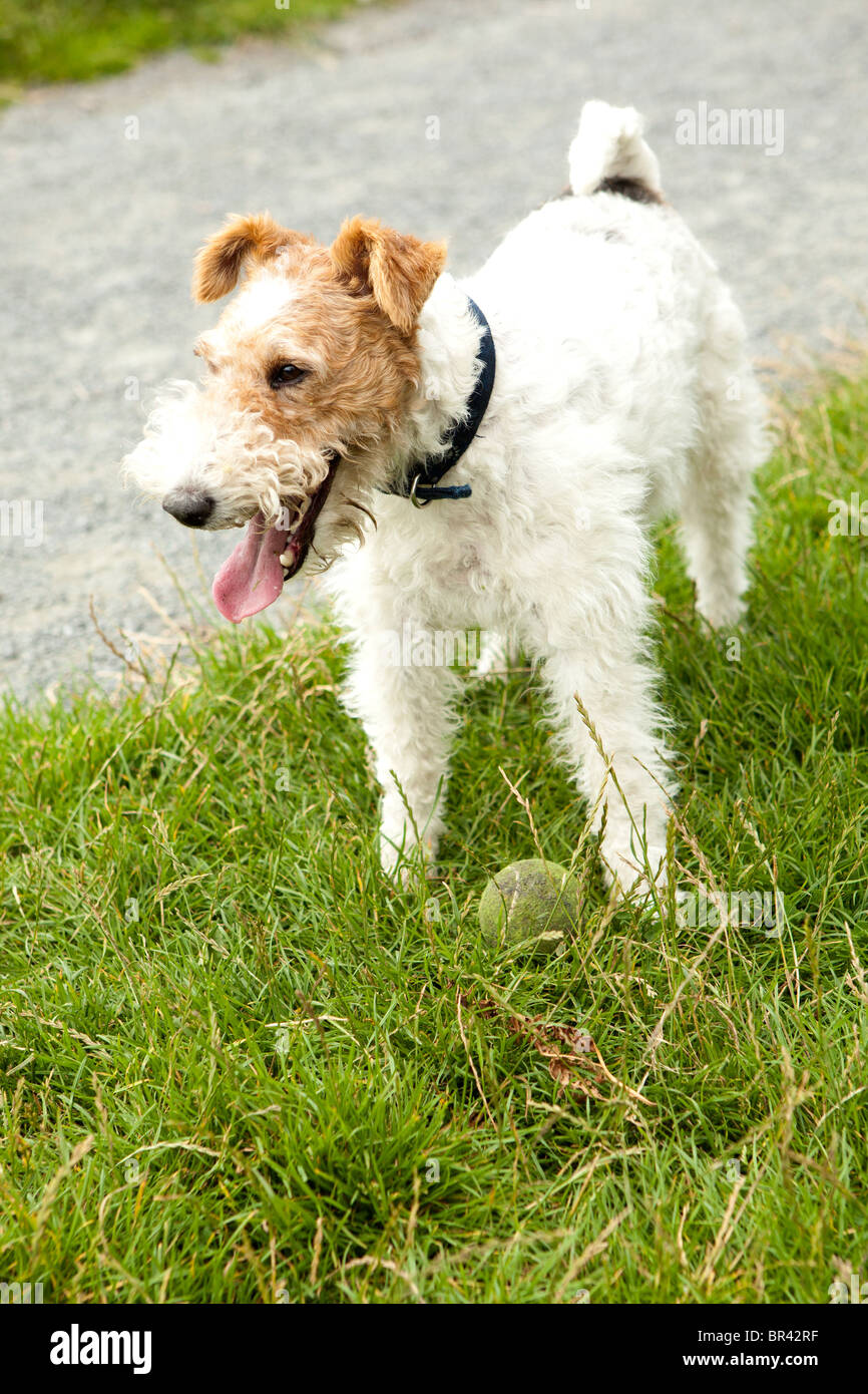 Zwarte Ruwharige Foxterriër Fox Terrier: Rasstandaard,