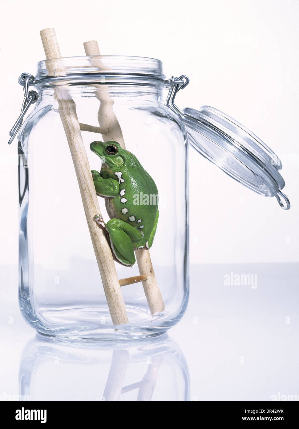 Weather forecast frog ladder in hi-res stock photography and images - Alamy