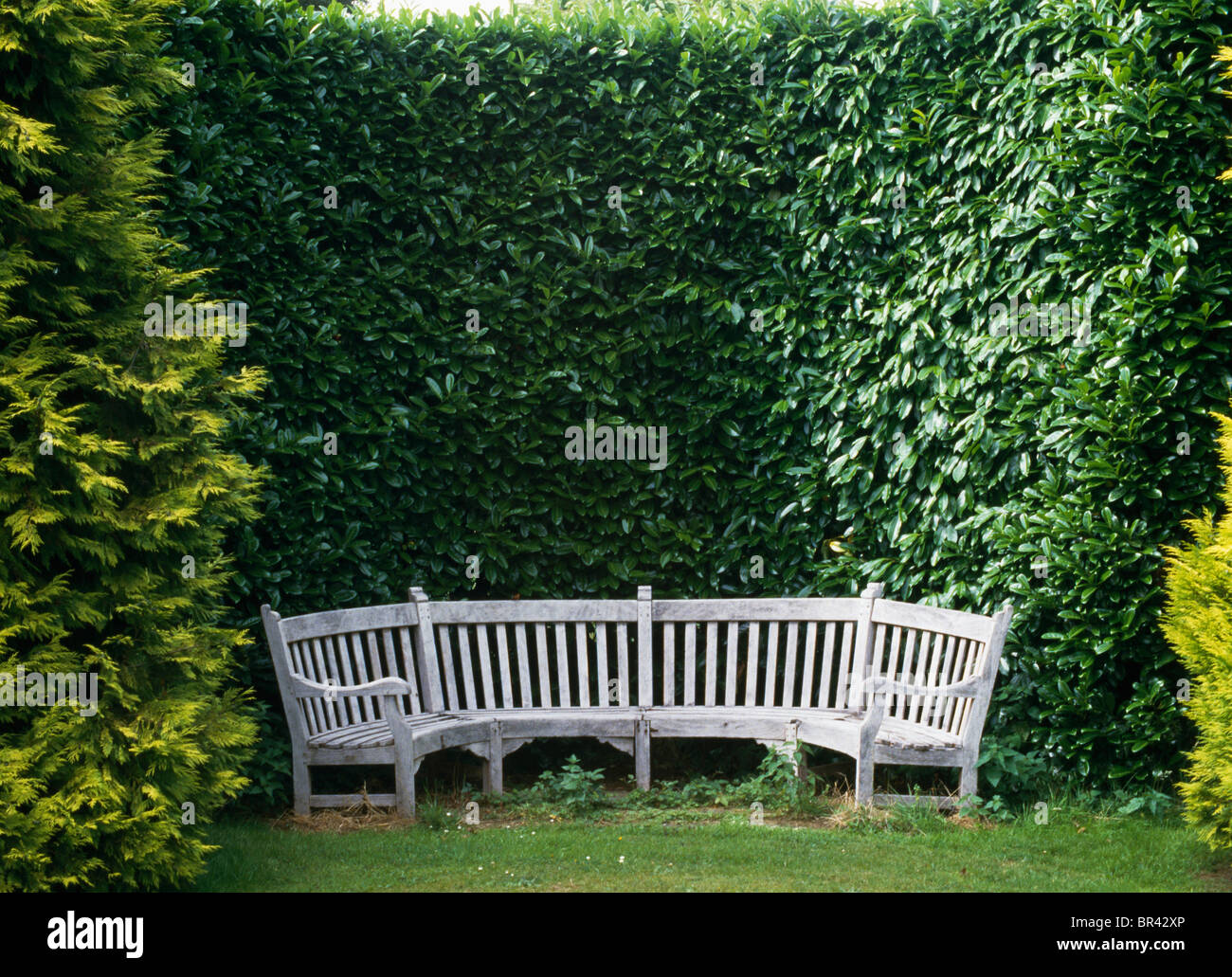 Large curved wooden garden bench backed by high laurel hedge Stock ...