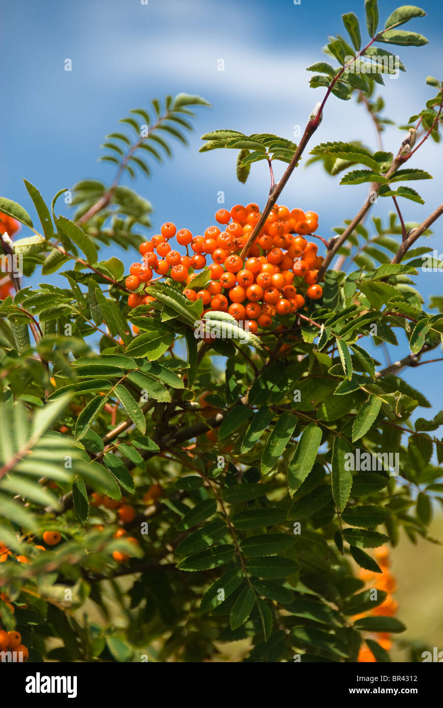 Rowan berry bush on Langeoog, Germany Stock Photo - Alamy