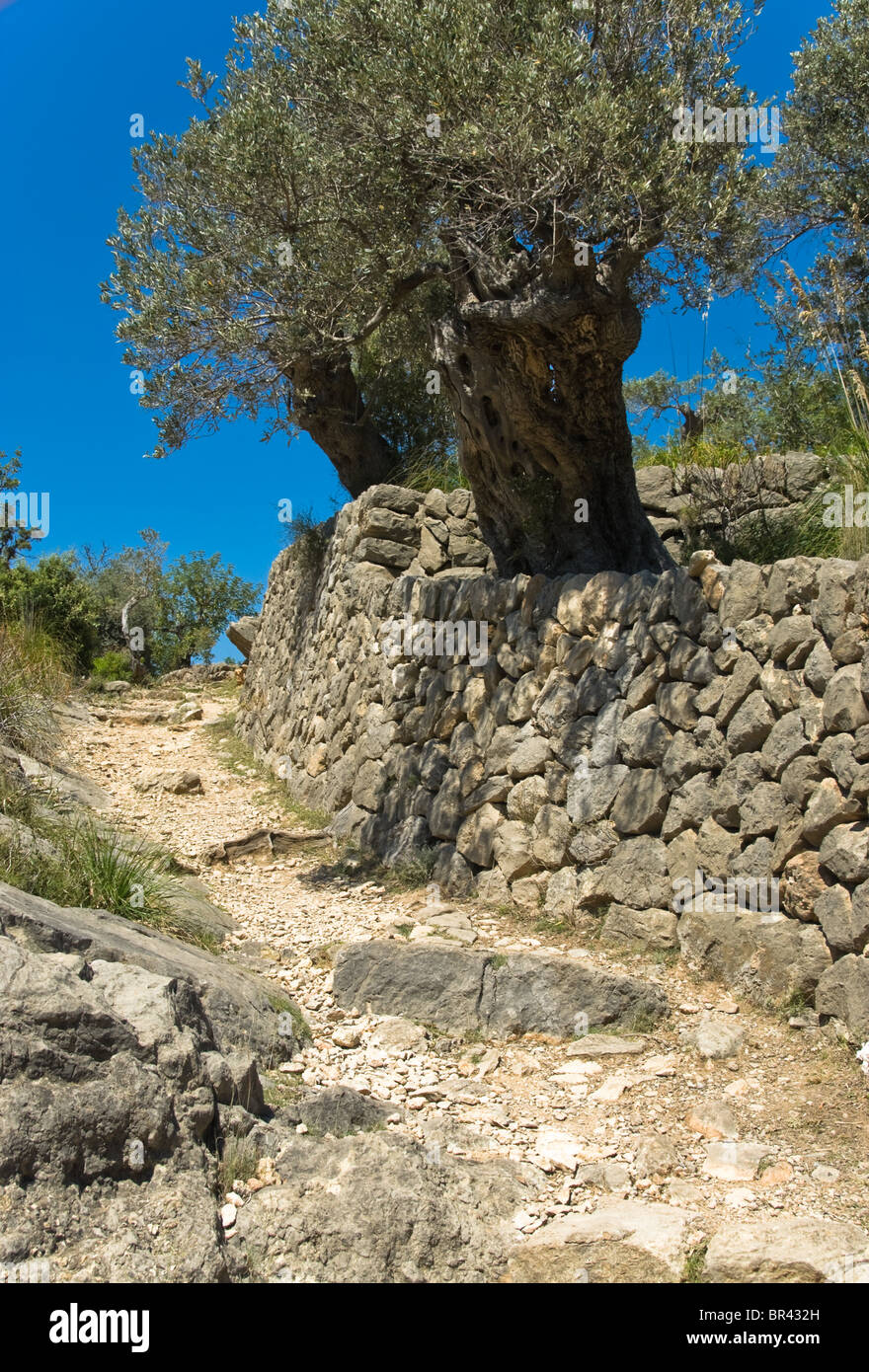 Olive tree on Majorca Stock Photo - Alamy