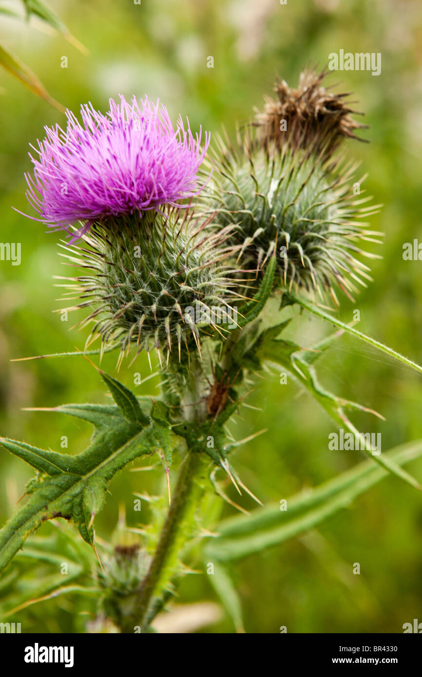 Thistle scotland emblem hi-res stock photography and images - Alamy