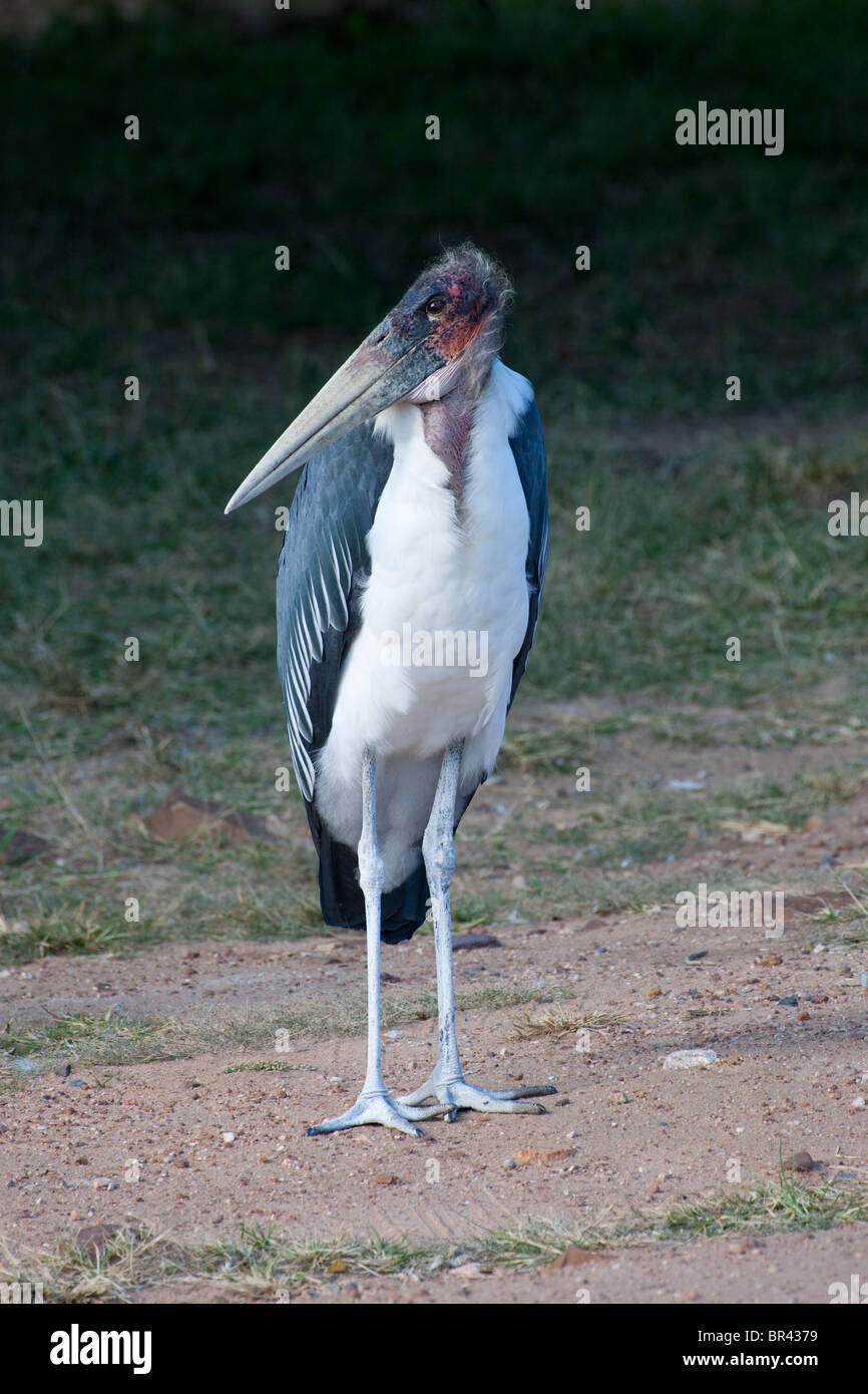 Maribou hi-res stock photography and images - Alamy