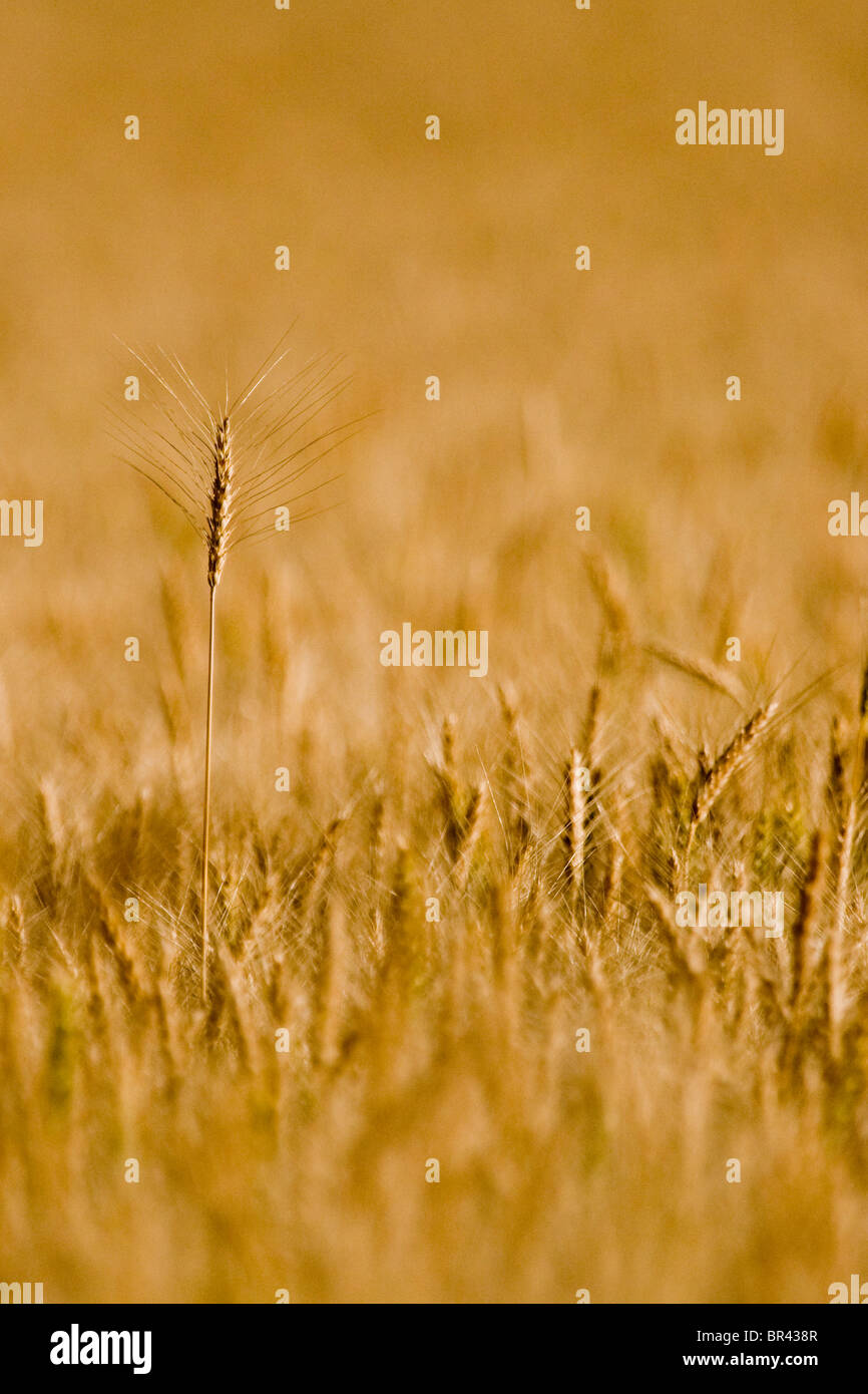 A golden hay field awaits harvest on a farm in Amsterdam, Montana Stock ...