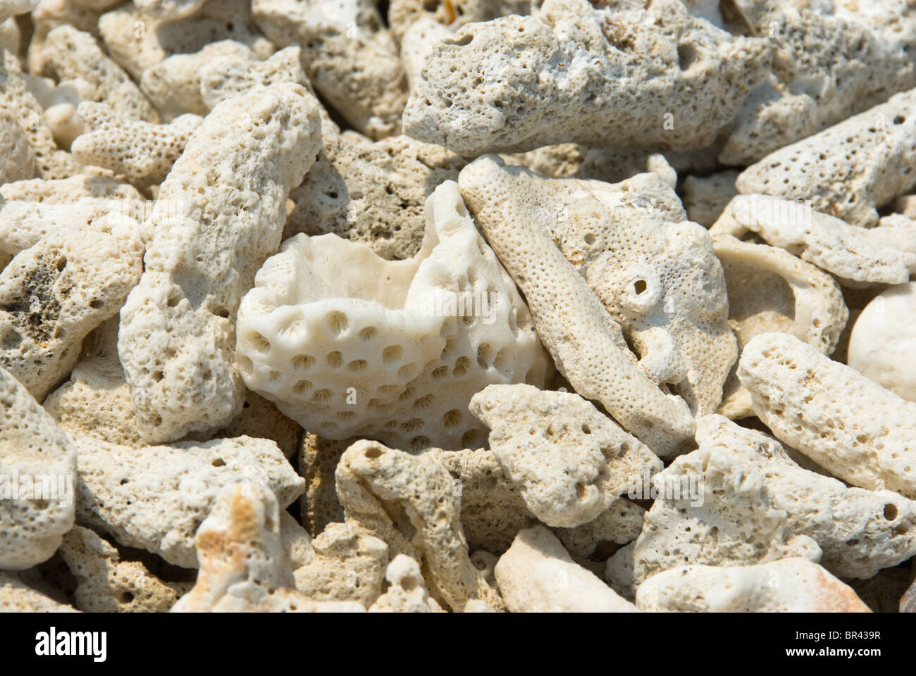 Sea fossils on beach, Ra-Yang Island Resort, Thailand Stock Photo - Alamy