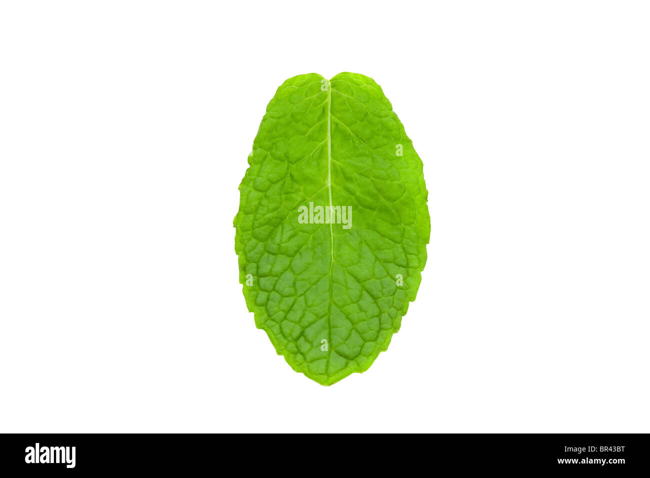 Single mint leaf over white background Stock Photo - Alamy