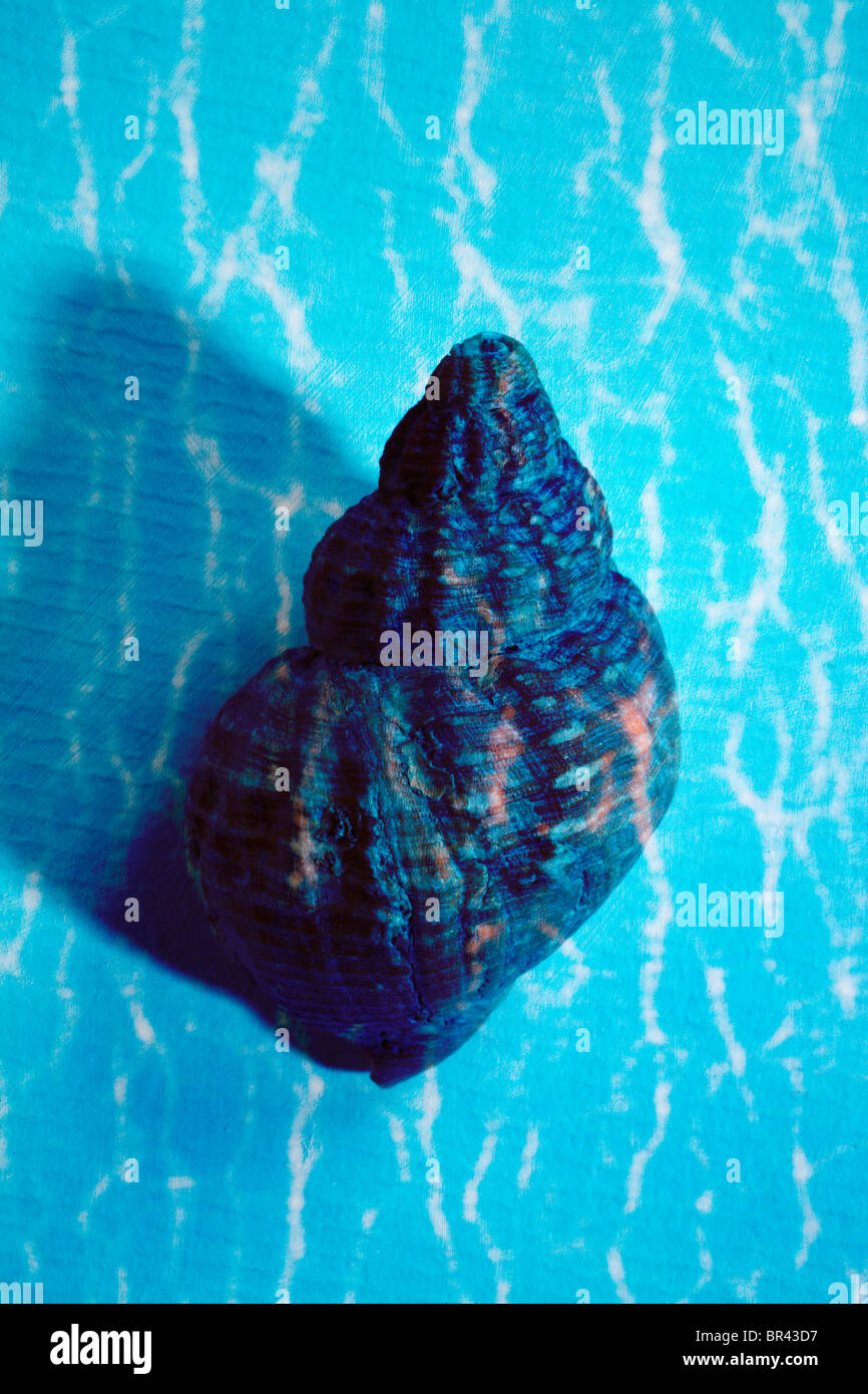 Blue seashell still-life Stock Photo - Alamy