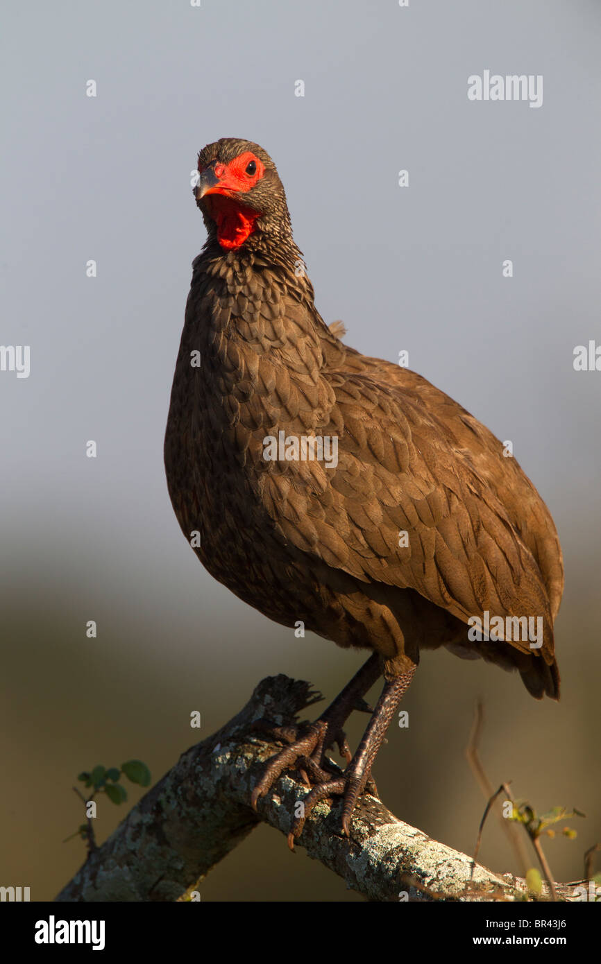 Spur south africa hi-res stock photography and images - Alamy