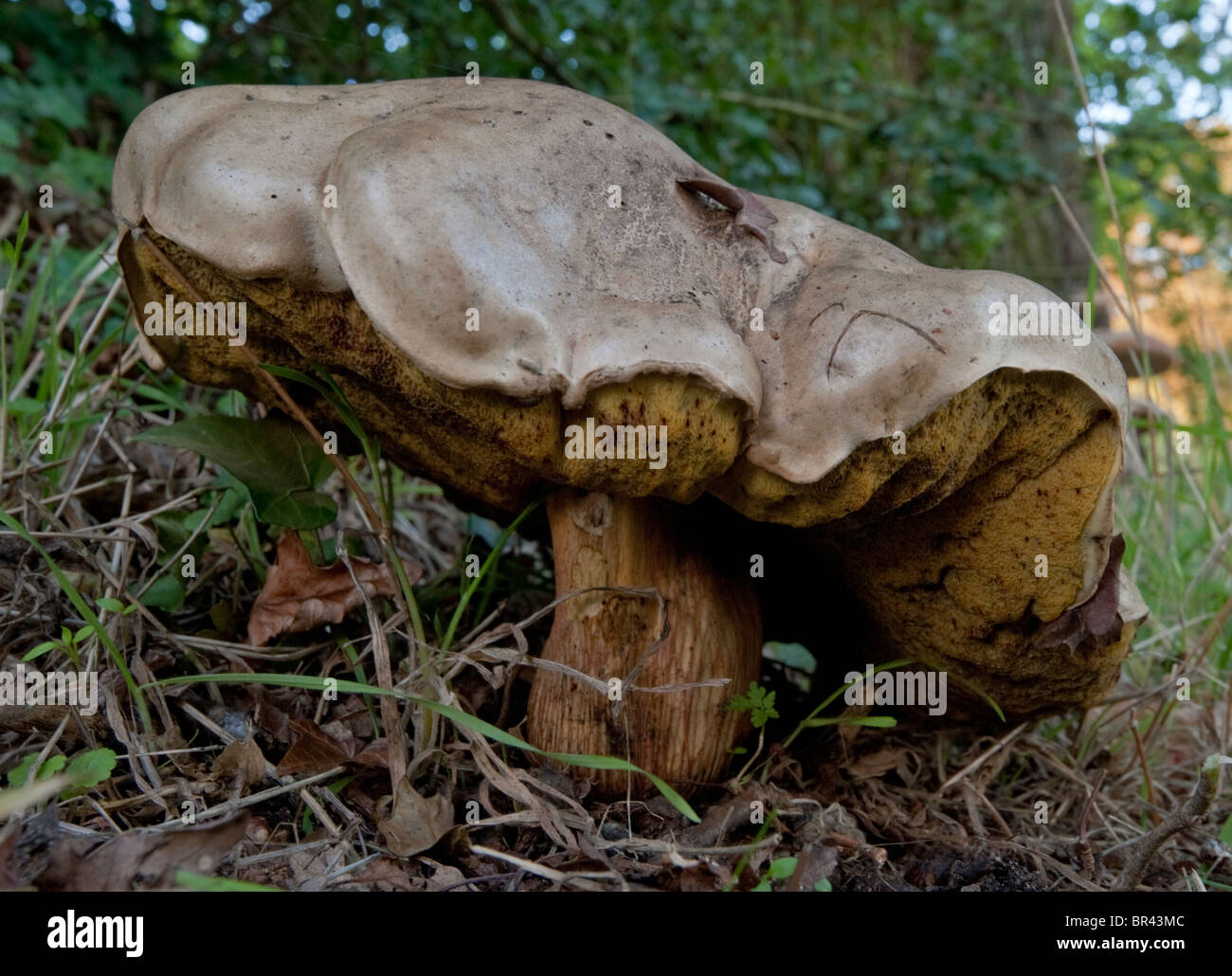 Boletus species hi-res stock photography and images - Alamy