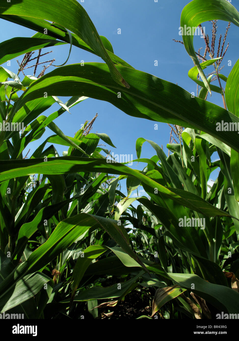 Maize leaves hi-res stock photography and images - Alamy