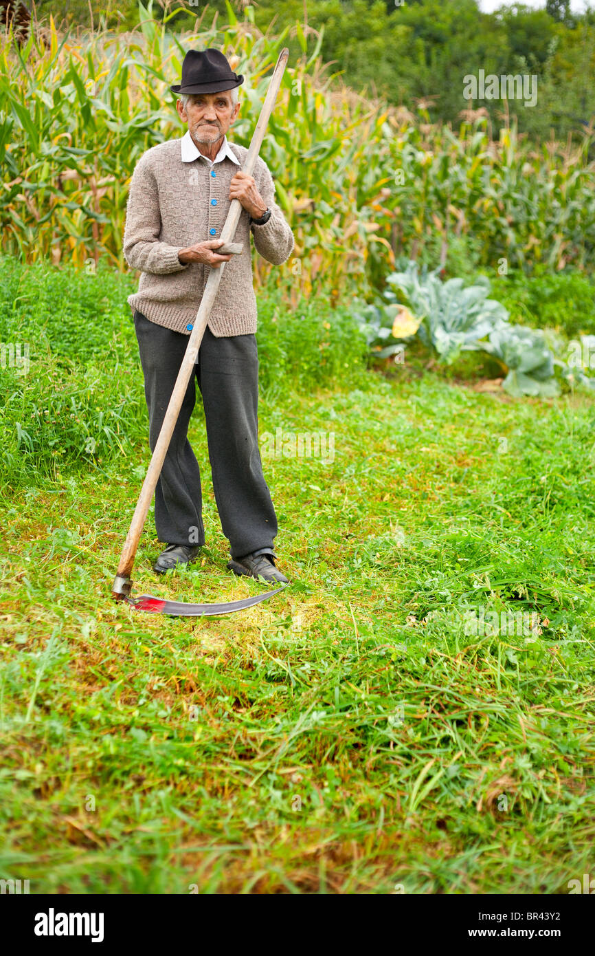 Senior farmer using scythe to mow the lawn traditionally Stock Photo ...