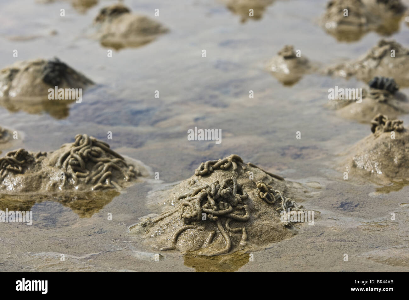 Excrement of lugworms in mudflat, Sylt, Germany Stock Photo - Alamy