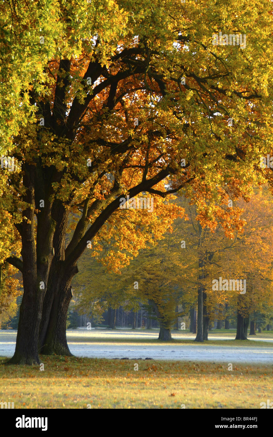 Trees in autumn Stock Photo - Alamy