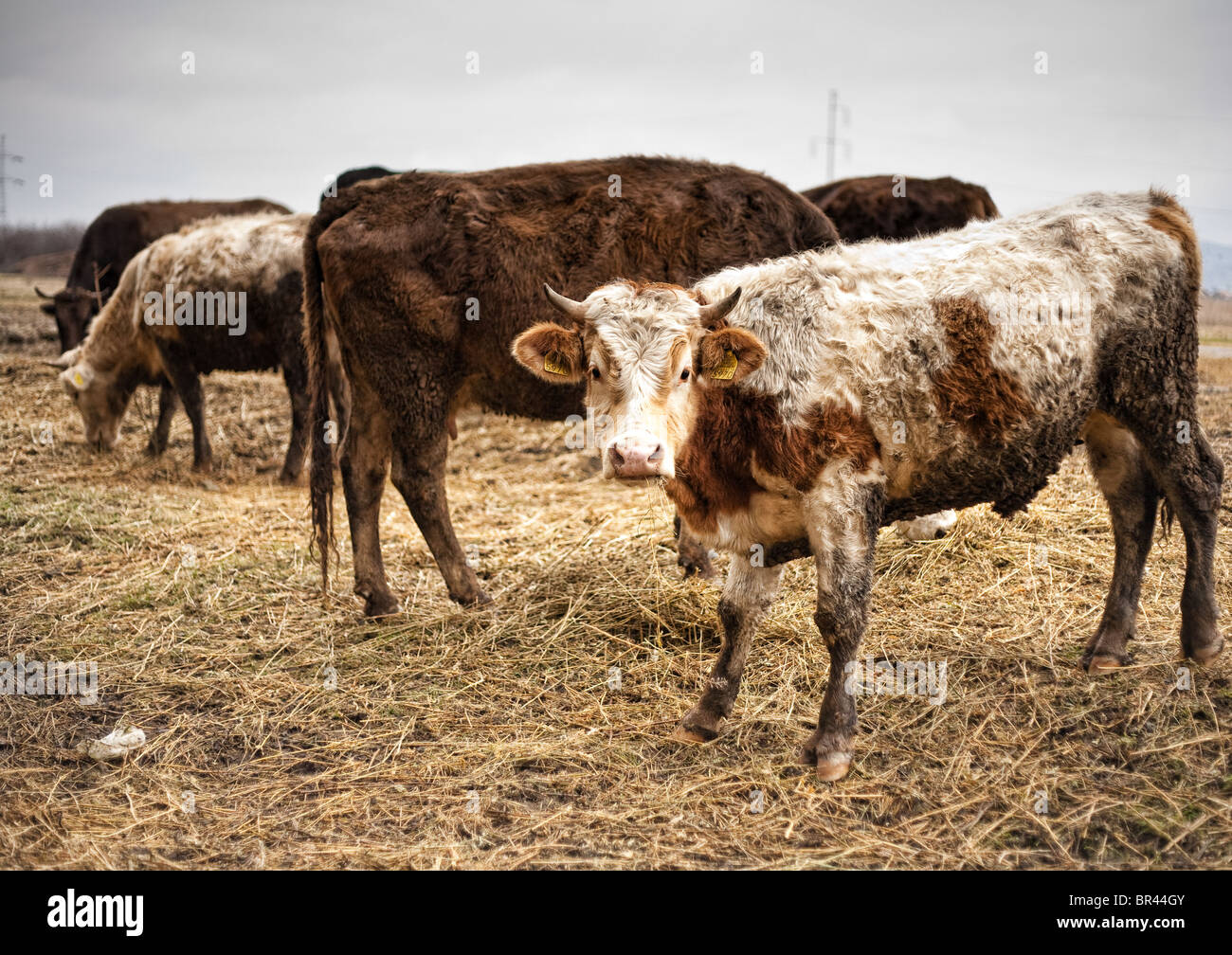 Several dirty cows grazing on dried yellow grass Stock Photo - Alamy