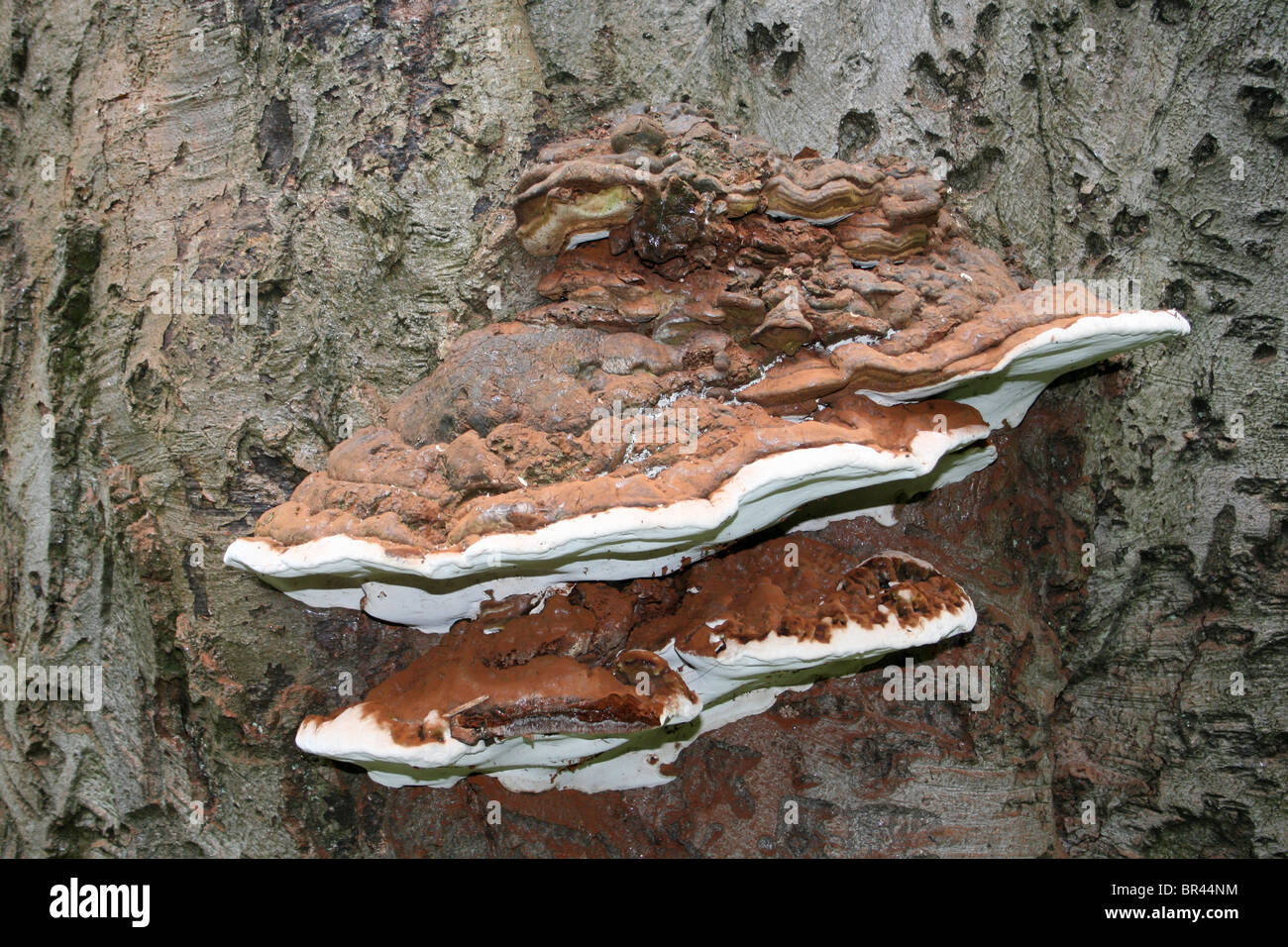 Artist's Bracket Ganoderma australe Taken in Eastham Country Park ...