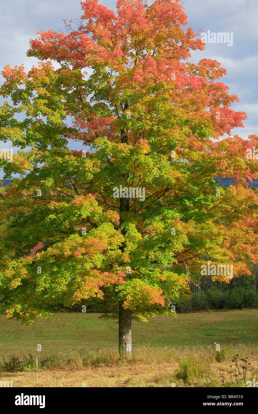 A lone maple tree with leaves half changed in Autumn Stock Photo - Alamy