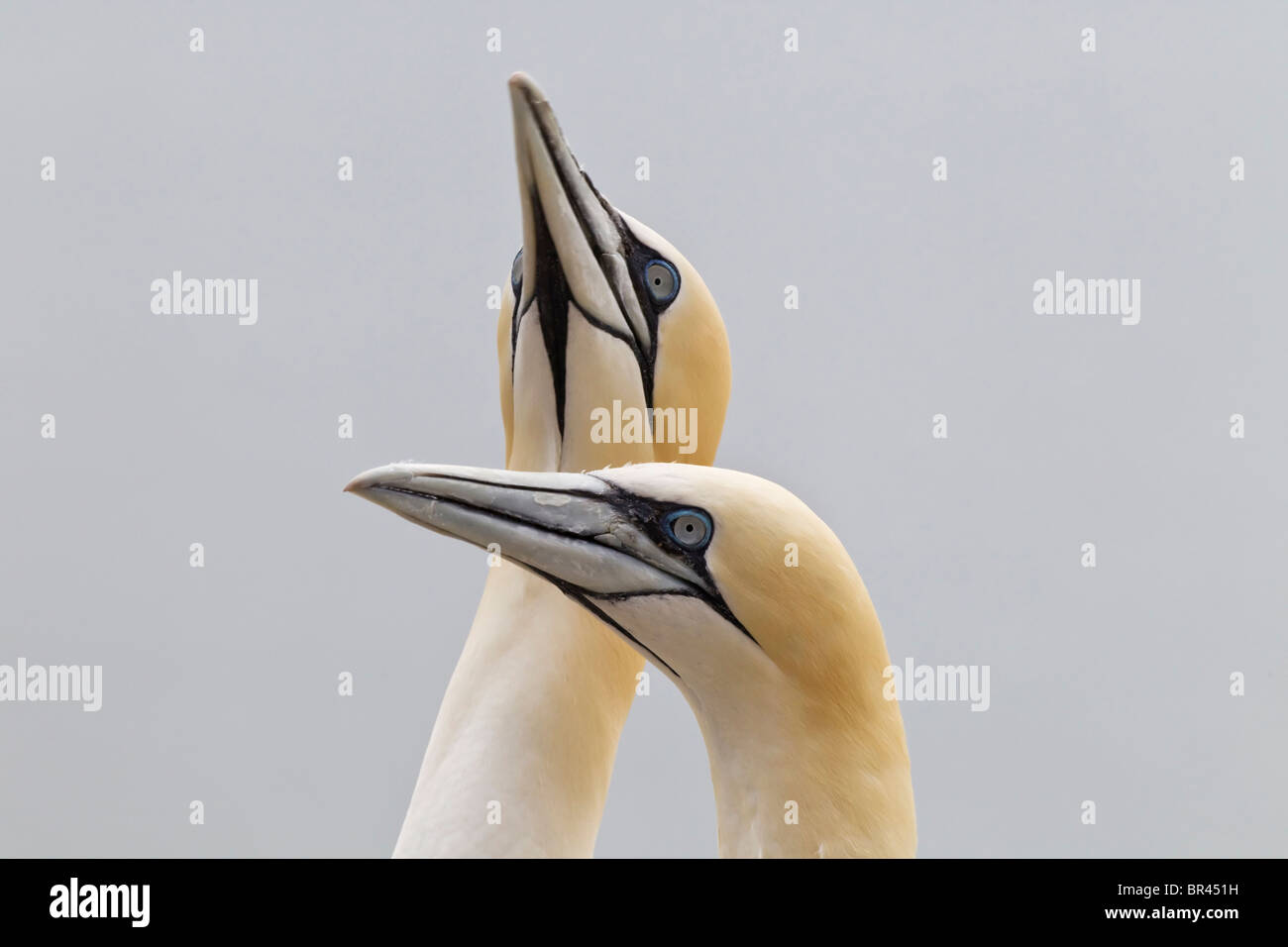 Gannet pair display hi-res stock photography and images - Alamy