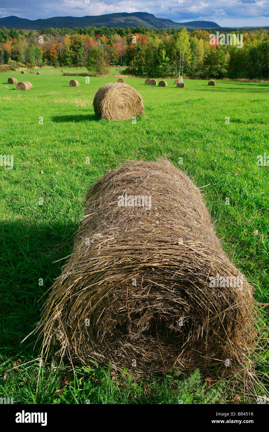 Hay harvest in Maine Stock Photo - Alamy
