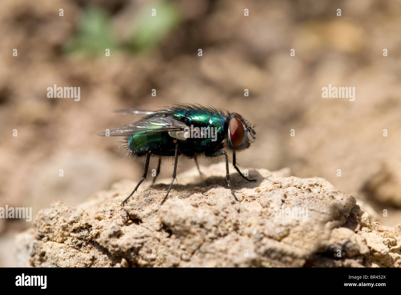 Bottlte hi-res stock photography and images - Alamy
