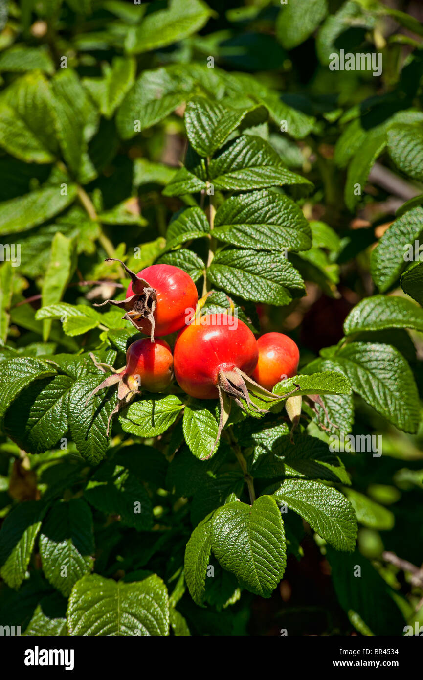 Rose hip hi-res stock photography and images - Alamy