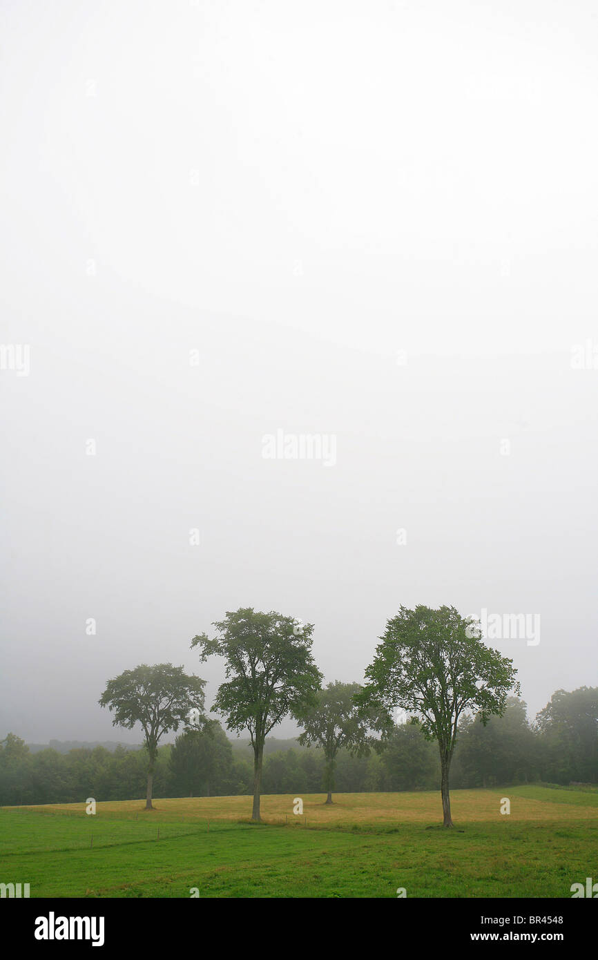 Elms hi-res stock photography and images - Alamy