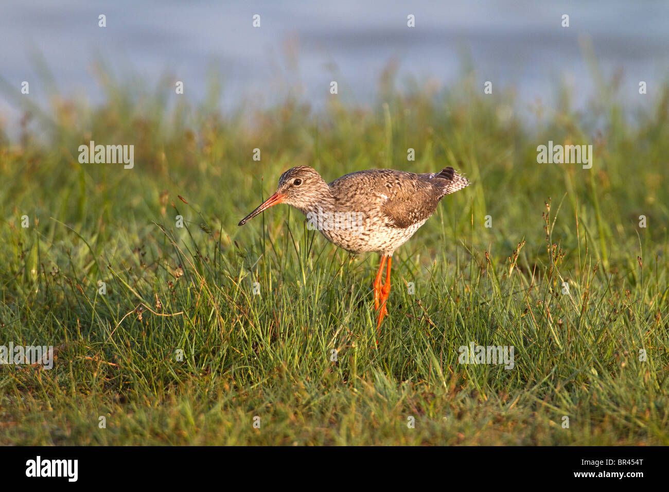 Common redshank, Tringa totanus, Neusiedler See, Burgenland, Austria ...