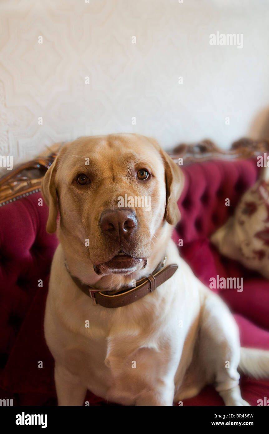 Golden Labrador sitting on antique sofa Stock Photo - Alamy