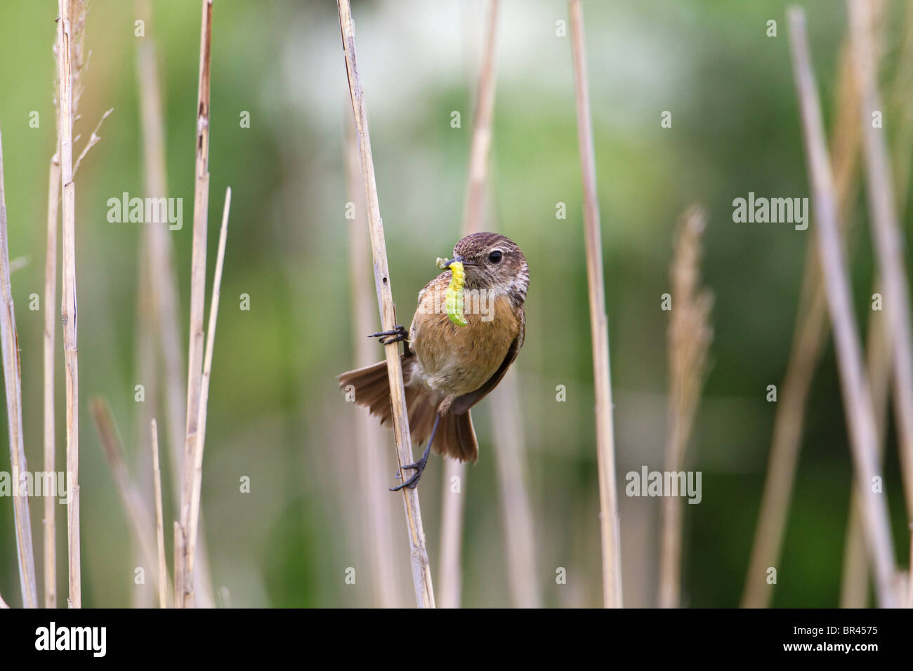 Song bi hi-res stock photography and images - Alamy