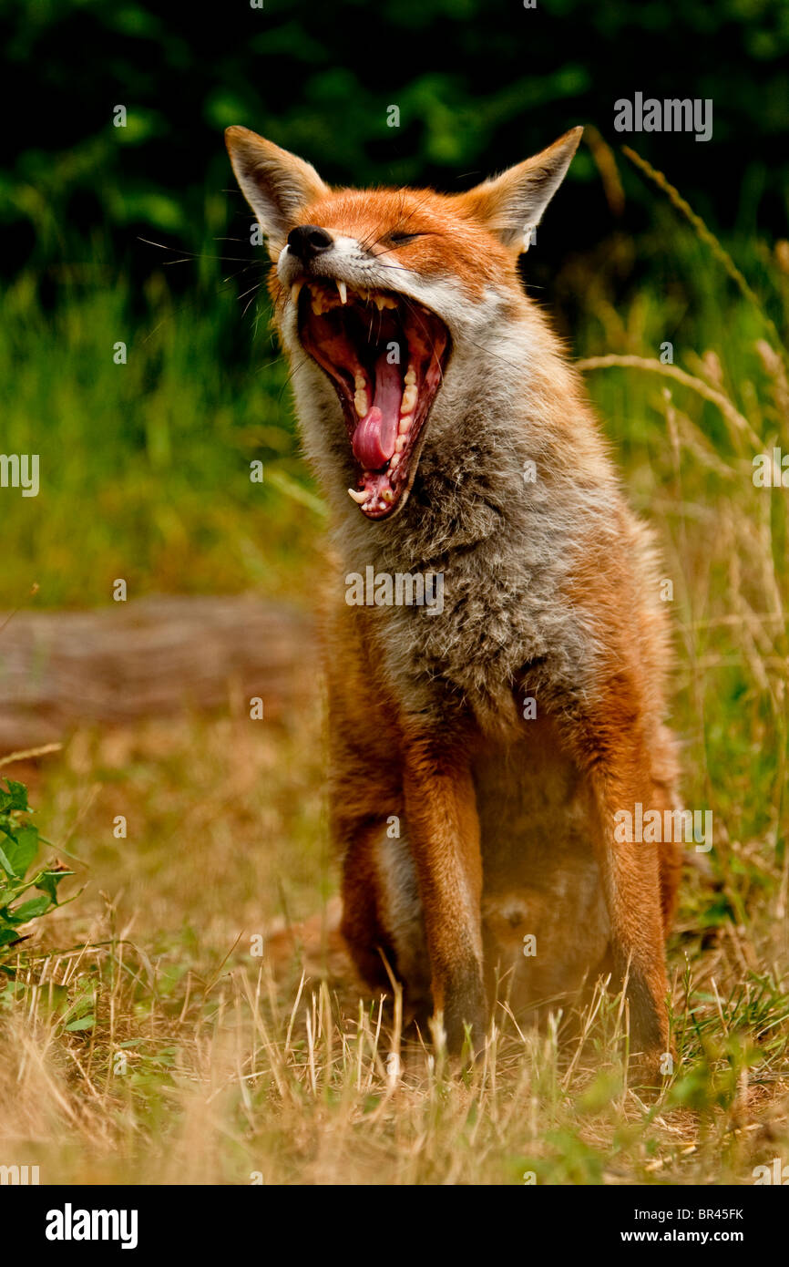 Fox garbage hi-res stock photography and images - Alamy