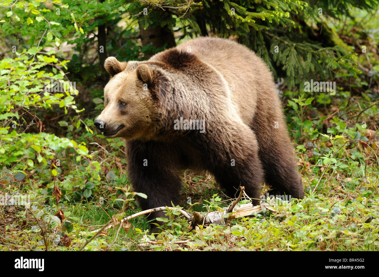 Brown Bear (Ursus arctos) in the Bavarian Forest, Germany Stock Photo ...