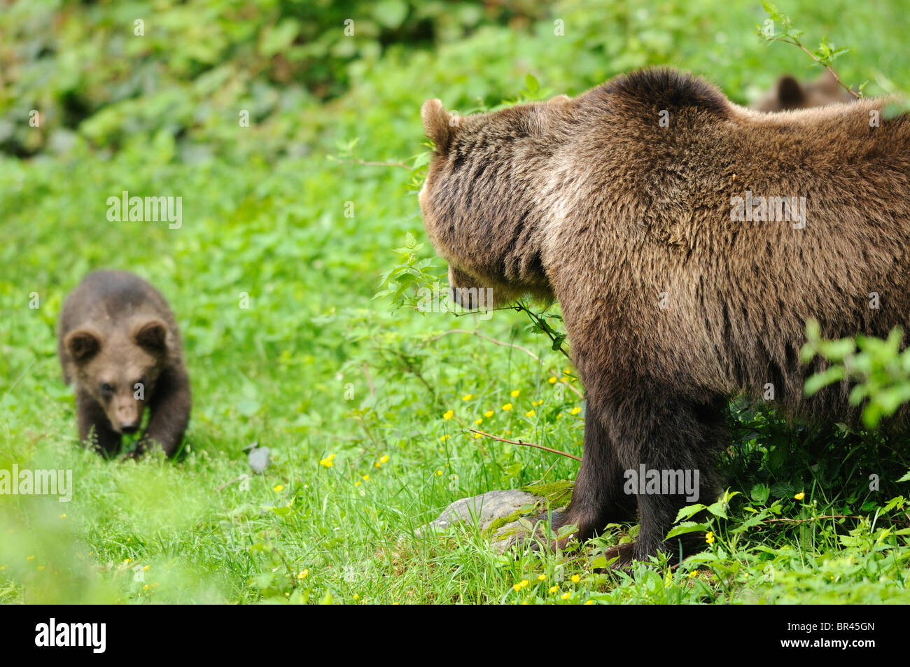 Two Brown Bears (Ursus arctos) in the Bavarian Forest, Germany Stock ...