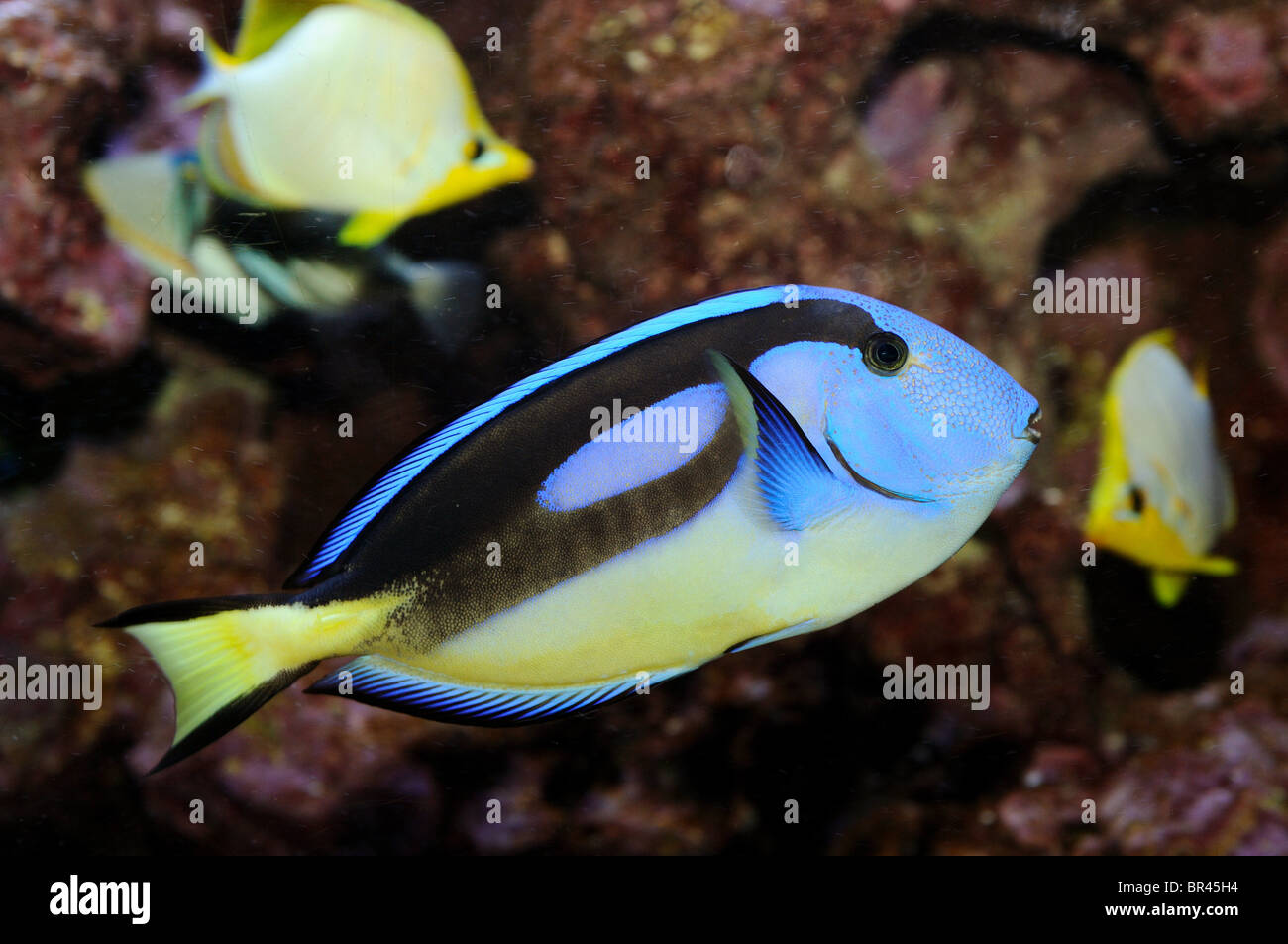 Regal tang hi-res stock photography and images - Alamy